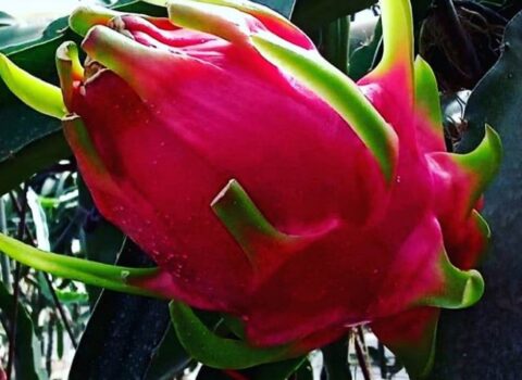 Pitahaya rosa o fruta del dragón!! - Tropicana Frutas del Mundo
